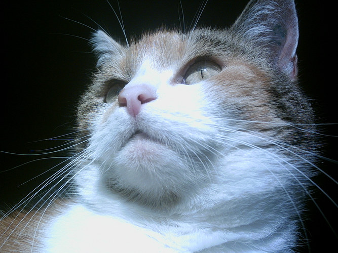 kucing manis Nijntje Foto & Bild | tiere, haustiere, katzen Bilder auf ...