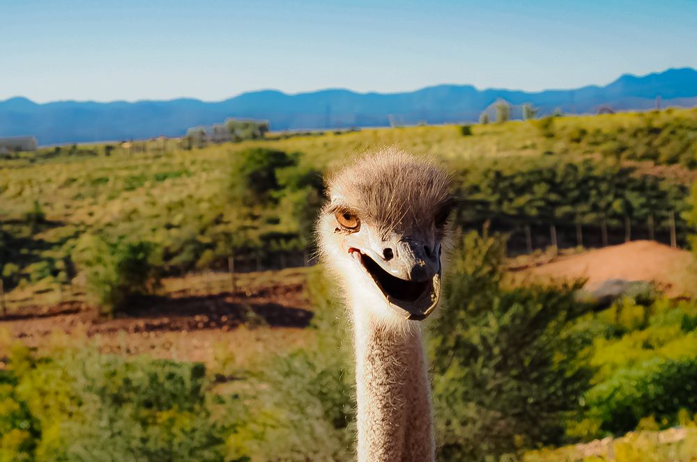 Kuck Kuck Foto & Bild | fotos, street, world Bilder auf fotocommunity