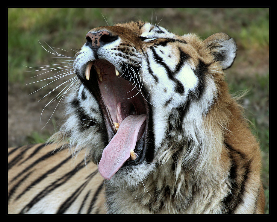 Kuck mal....... Foto & Bild | tiere, zoo, wildpark & falknerei ...