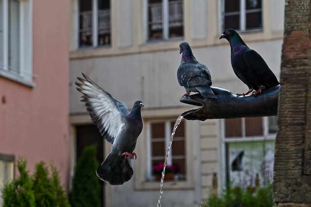 kuck mal, besuch..... Foto & Bild | tiere, tierfreundschaften, natur ...