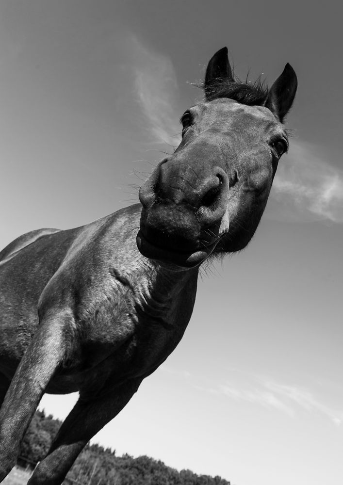Kuckst Du Foto & Bild | tiere, haustiere, pferde, esel, maultiere ...
