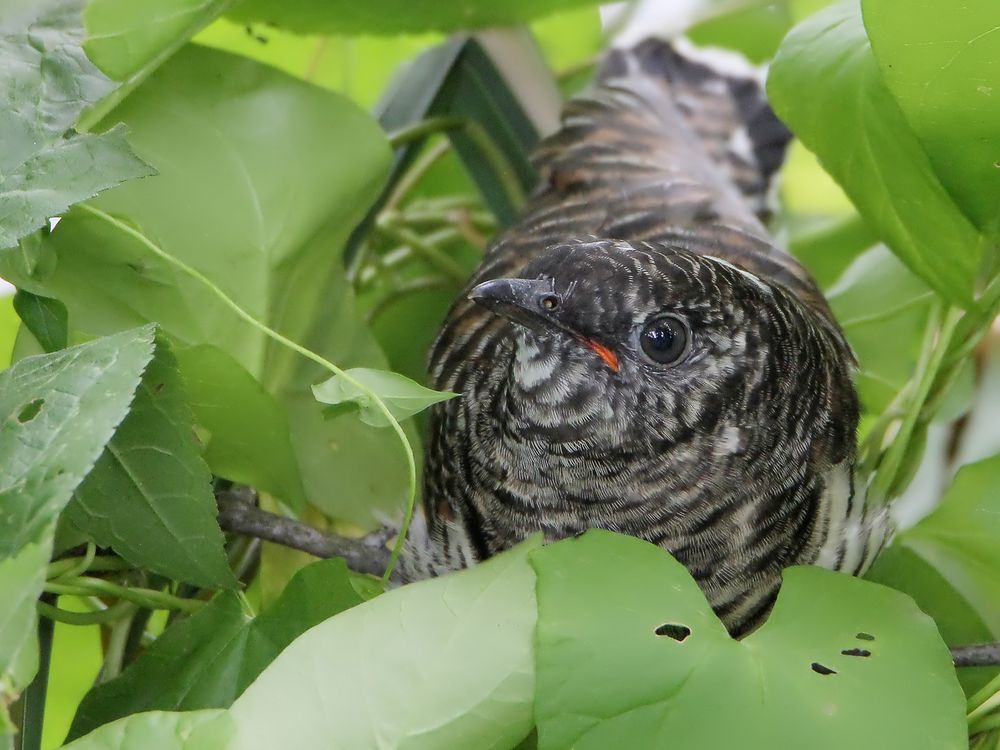 Kuckuck-01 Foto & Bild | tiere, wildlife, wild lebende vögel Bilder auf ...