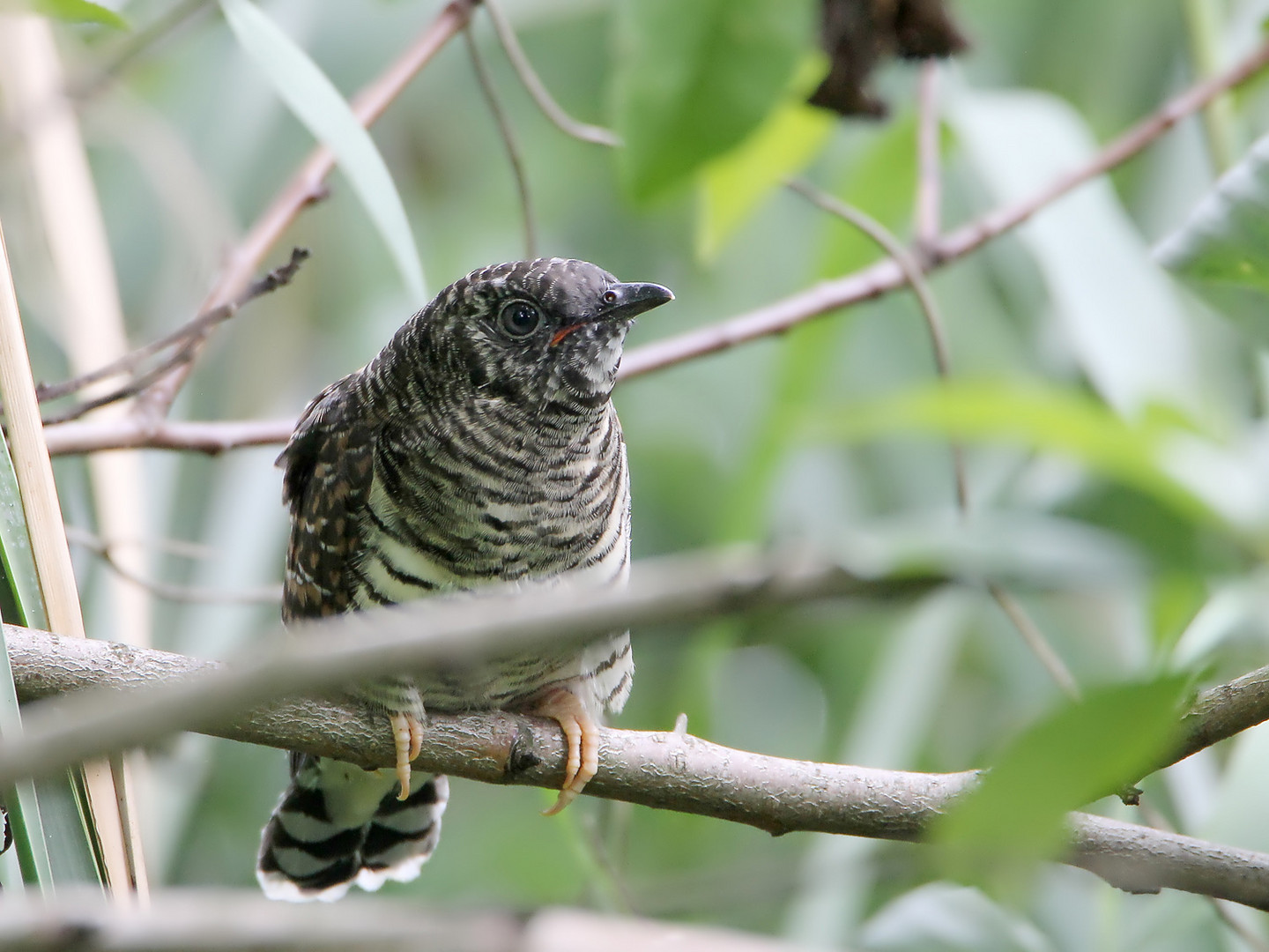 Kuckuck-02 Foto & Bild | tiere, wildlife, wild lebende vögel Bilder auf ...