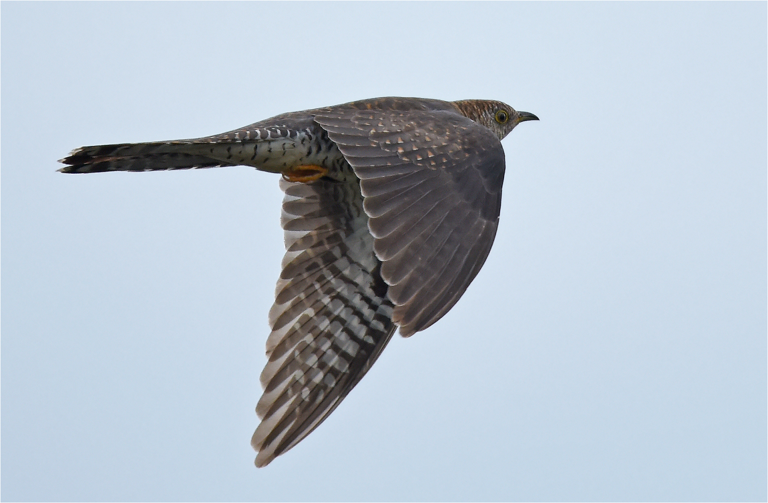 Kuckuck Foto & Bild | natur, tiere, vögel Bilder auf fotocommunity