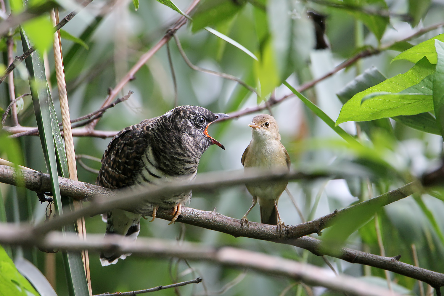 Kuckuck-05 Foto & Bild | tiere, wildlife, wild lebende vögel Bilder auf ...