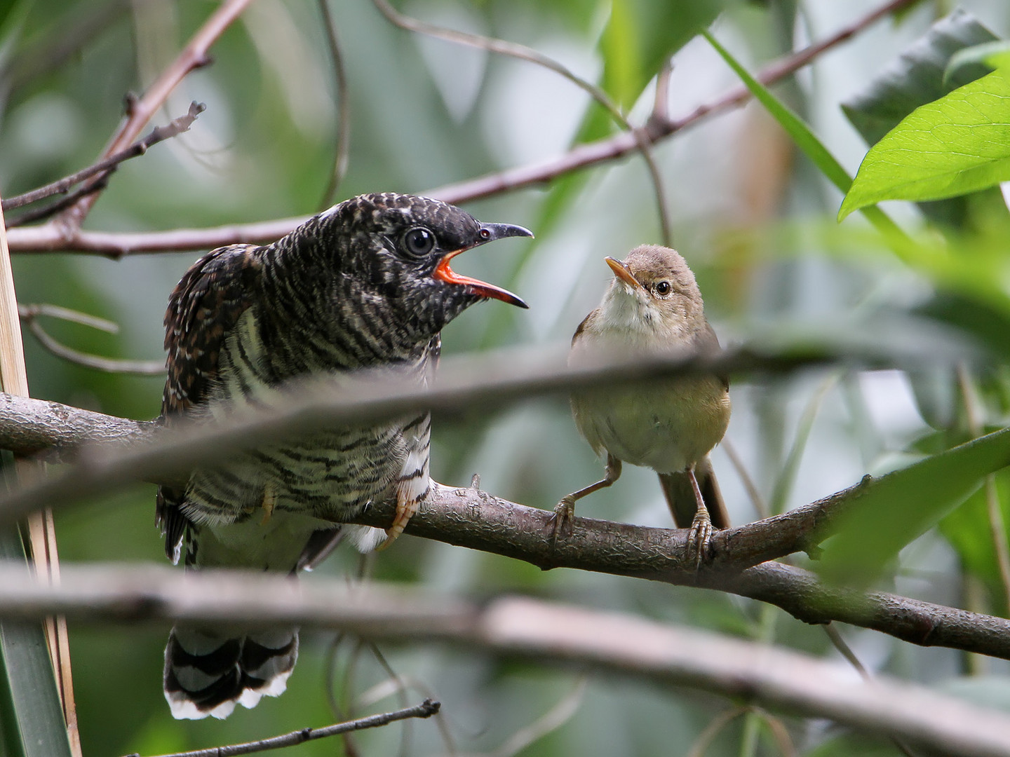 Kuckuck-07 Foto & Bild | tiere, wildlife, wild lebende vögel Bilder auf ...