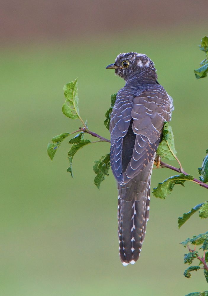 Kuckuck....:-) Foto & Bild | tiere, wildlife, wild lebende vögel Bilder ...