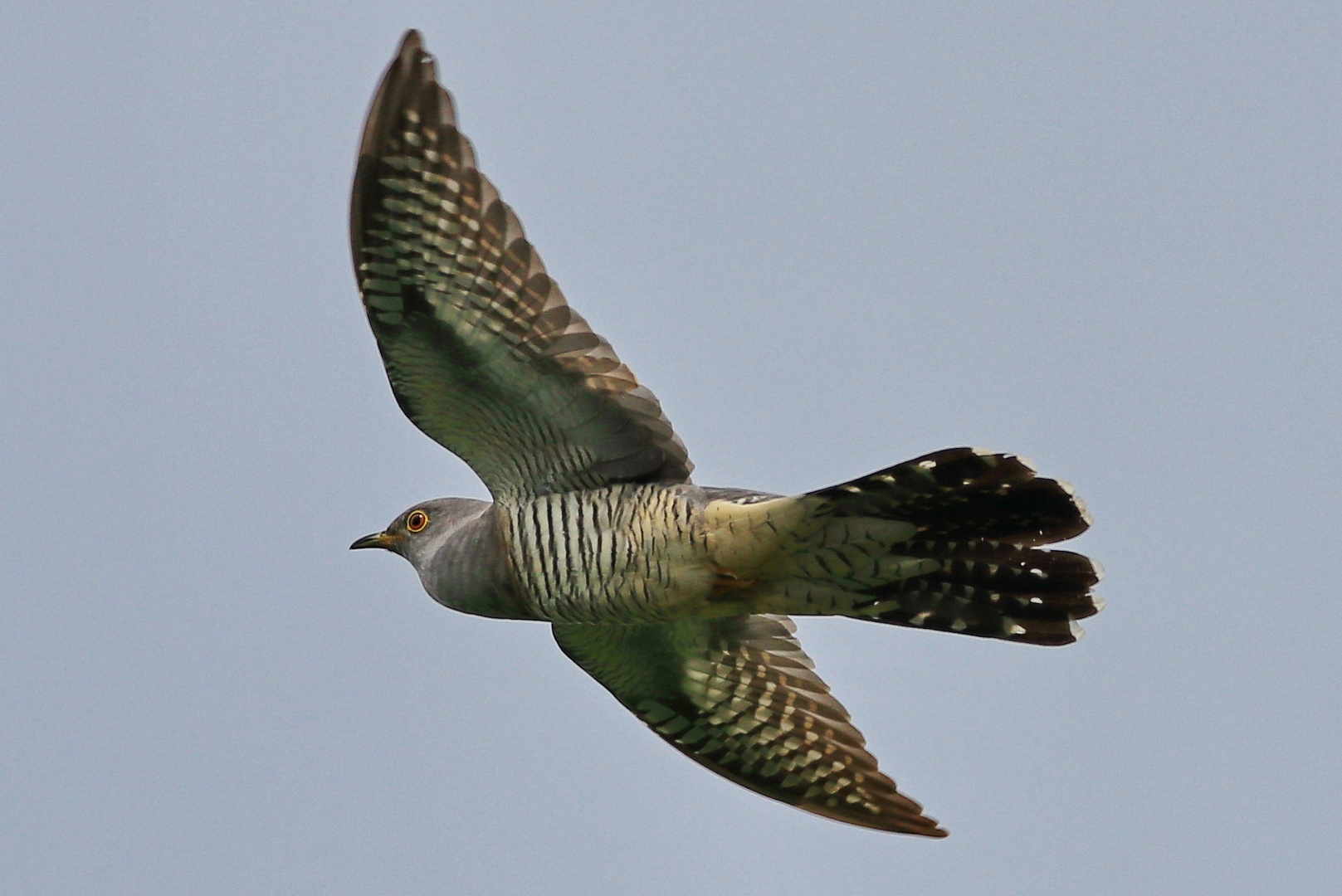 Kuckuck Foto & Bild | flug, bird, vögel Bilder auf fotocommunity