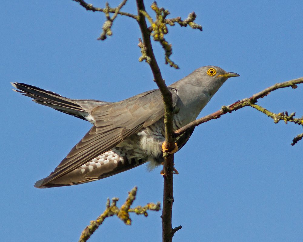 Kuckuck Foto & Bild | tiere, wildlife, wild lebende vögel Bilder auf ...