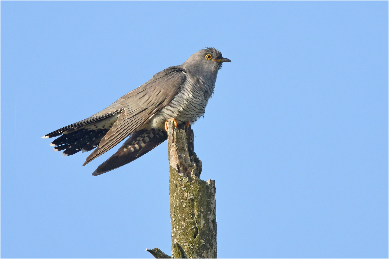 Kuckuck Foto & Bild | tiere, wildlife, wild lebende vögel Bilder auf ...