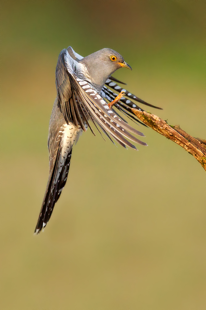 KUCKUCK ... Foto & Bild | natur, tiere, vögel Bilder auf fotocommunity
