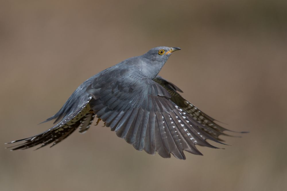 Kuckuck Foto & Bild | vögel, wildlife, natur Bilder auf fotocommunity