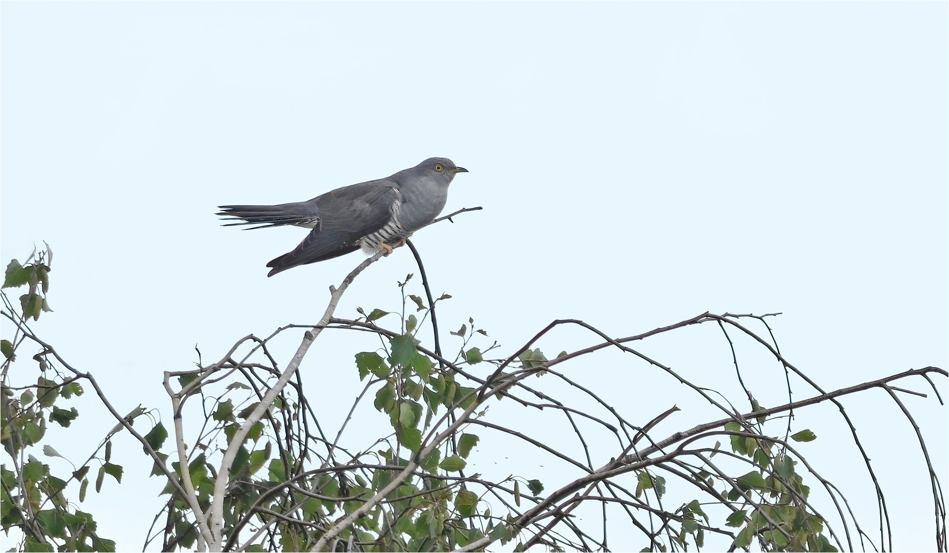 Kuckuck Foto & Bild | tiere, wildlife, wild lebende vögel Bilder auf ...