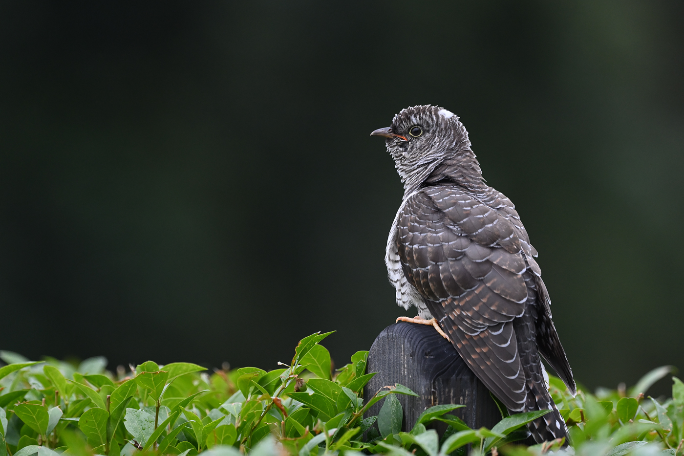 Kuckuck Foto & Bild | tiere, wildlife, wild lebende vögel Bilder auf ...
