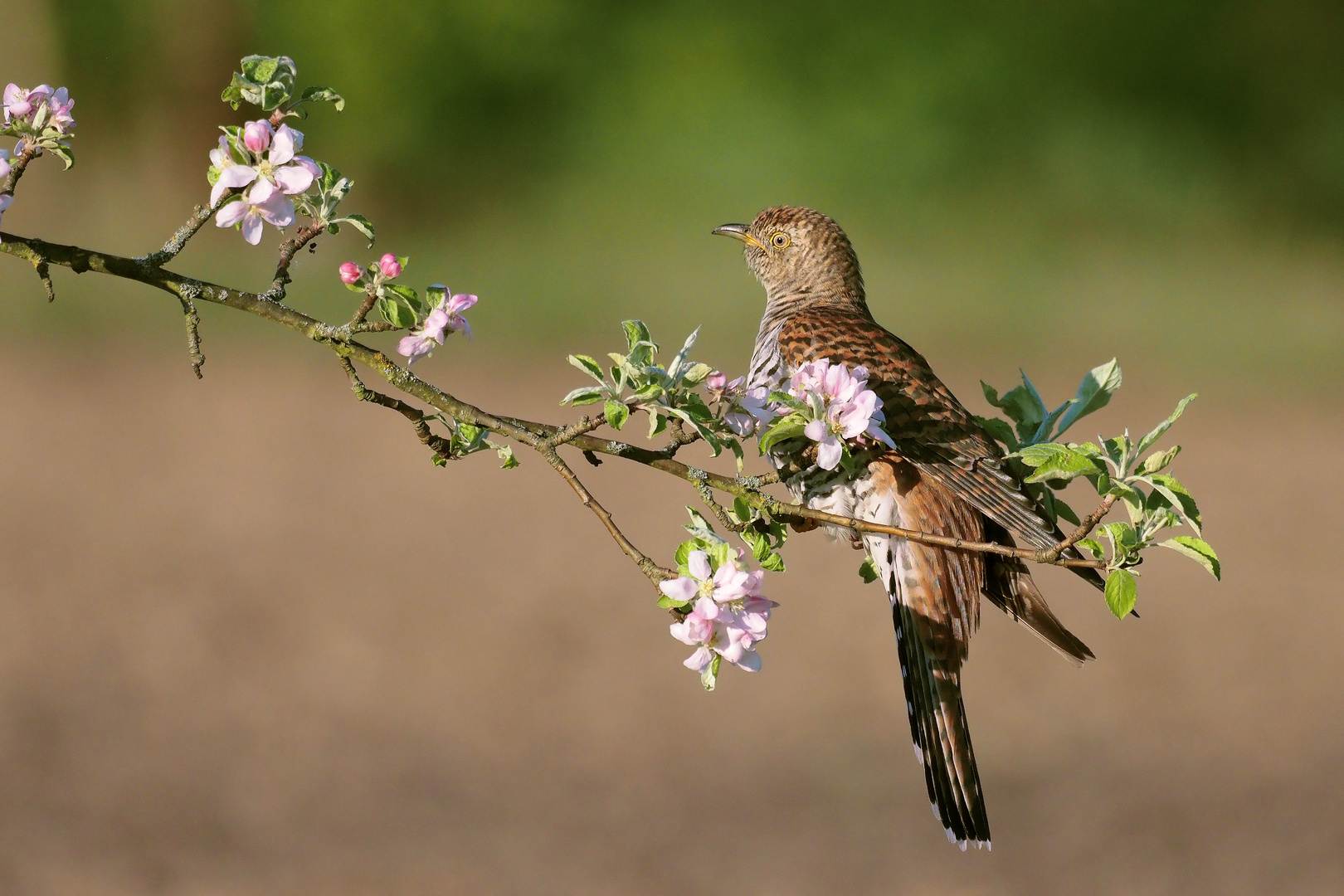KUCKUCK ... Foto & Bild | tiere, wildlife, wild lebende vögel Bilder ...