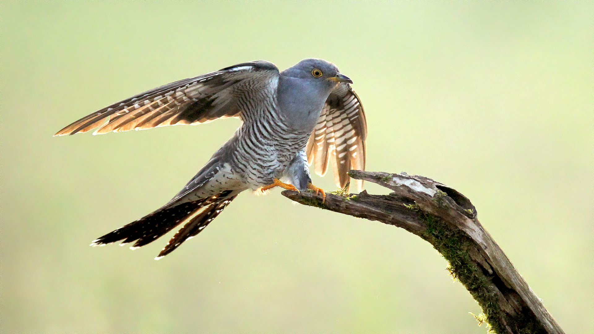 KUCKUCK ... Foto & Bild | tiere, wildlife, wild lebende vögel Bilder ...