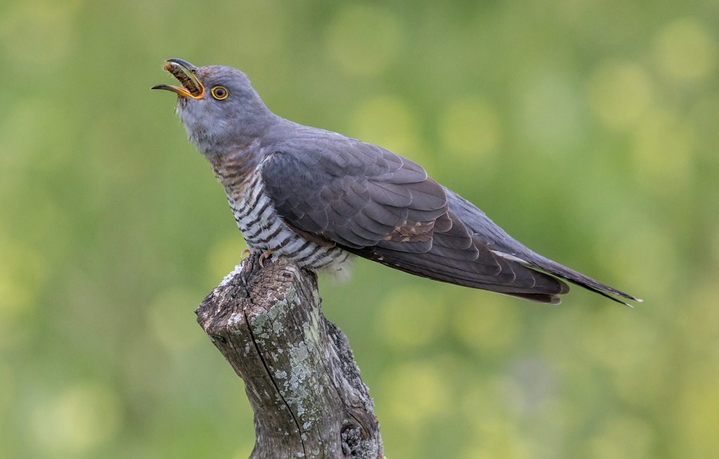 Kuckuck Foto & Bild | tiere, wildlife, wild lebende vögel Bilder auf ...