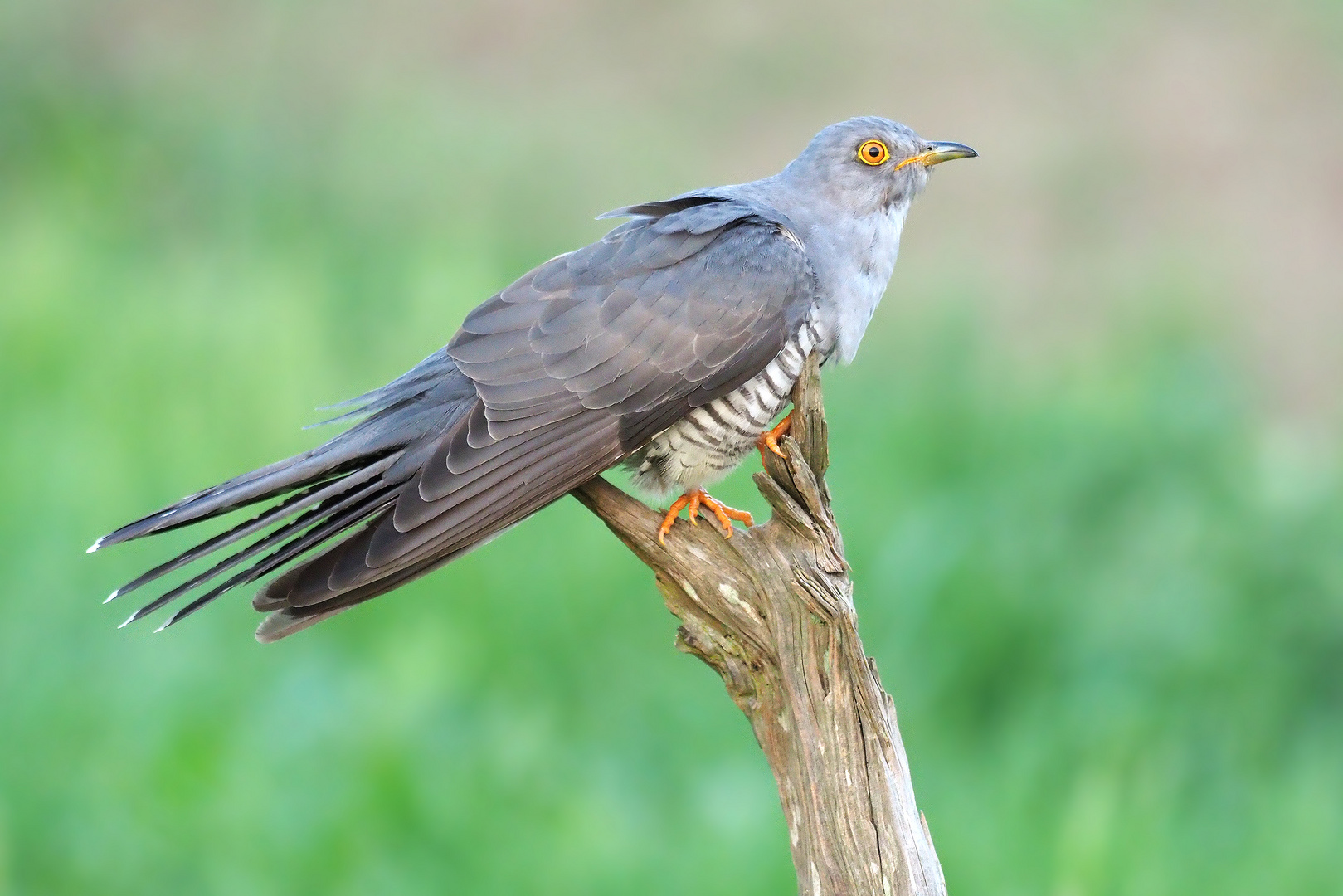 KUCKUCK ... Foto & Bild | tiere, wildlife, wild lebende vögel Bilder ...