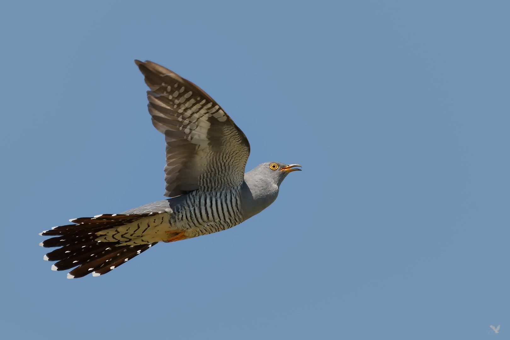 Kuckuck - Männchen (Cuculus canorus) ... Foto & Bild | brandenburg ...
