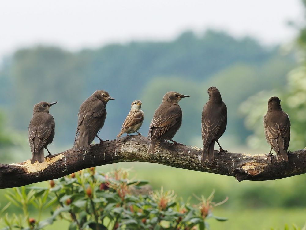 "Kuckucks-Kind" ? Foto & Bild | tiere, wildlife, wild lebende vögel ...