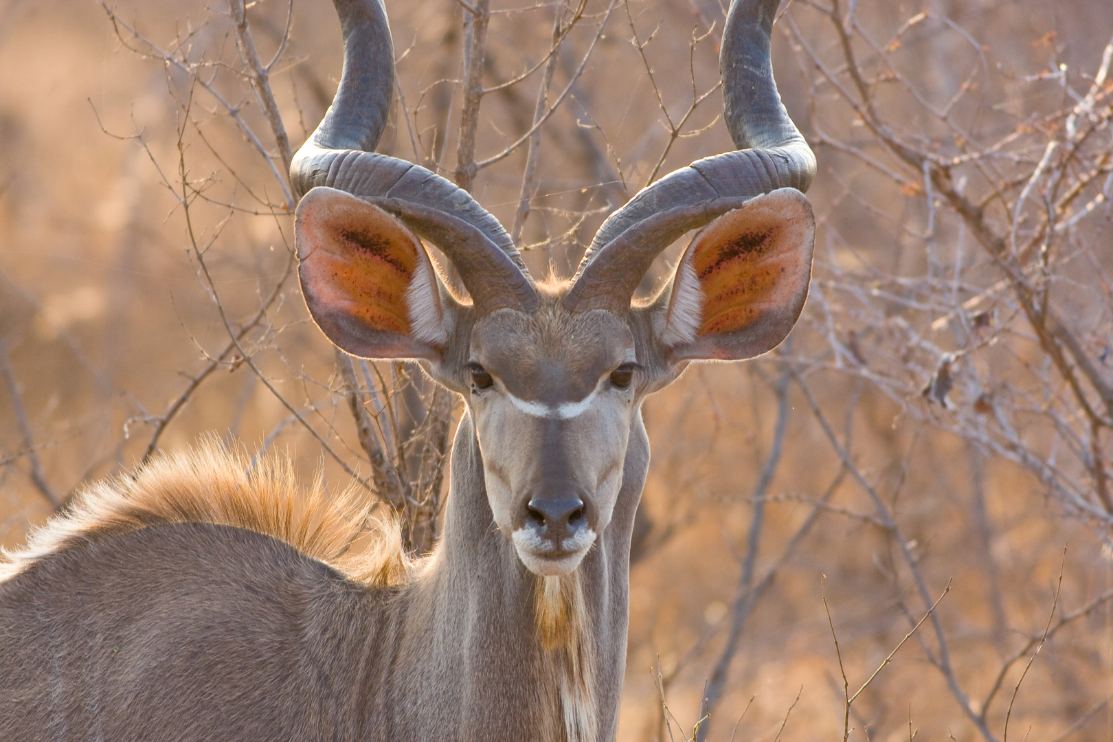 Kudu Antilope Foto & Bild | tiere, wildlife, wildlife: sonstige tiere ...