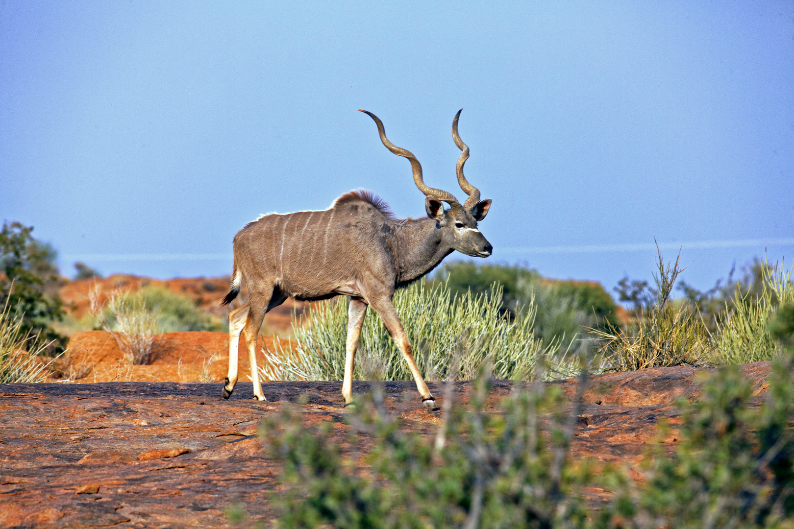 Kudu Foto & Bild | africa, southern africa, south africa Bilder auf ...