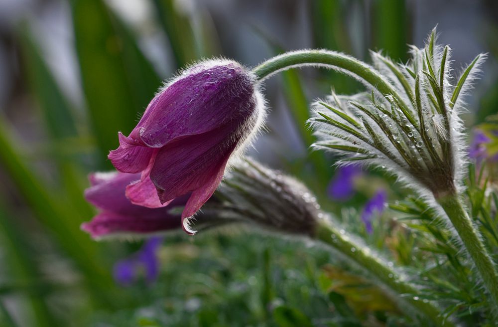Küchenschelle Foto & Bild | pflanzen, pilze & flechten, blüten- & kleinpflanzen, natur-makros ...