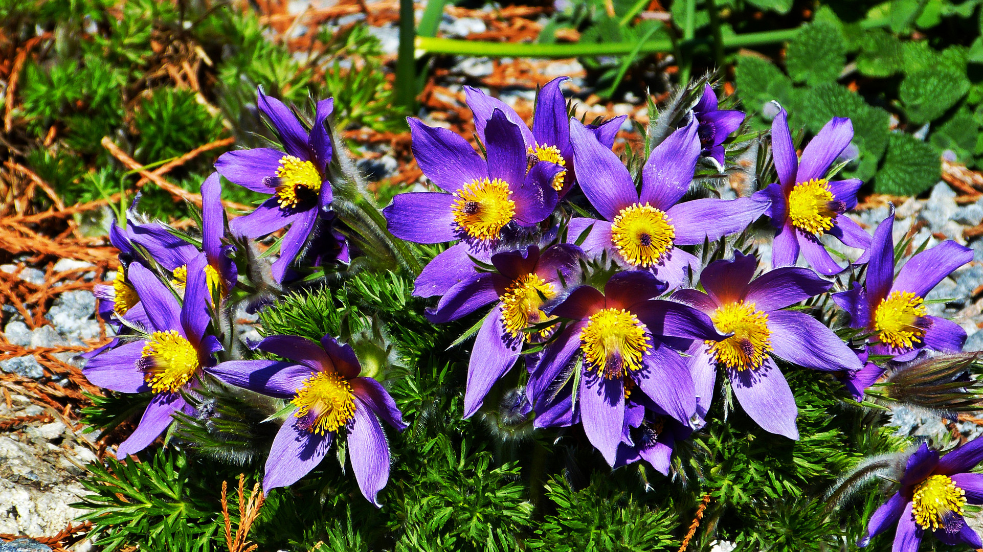 Küchenschelle Foto & Bild | pflanzen, pilze & flechten, blüten- & kleinpflanzen, blumen Bilder ...