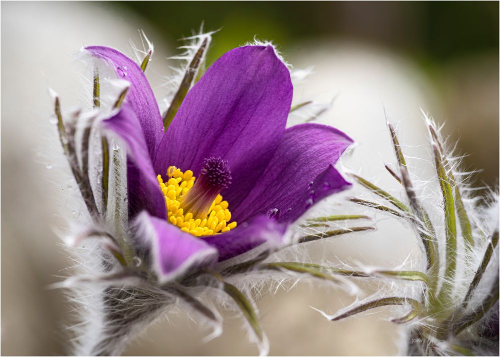 Küchenschelle Foto & Bild | pflanzen, pilze & flechten, blüten- & kleinpflanzen, natur-makros ...