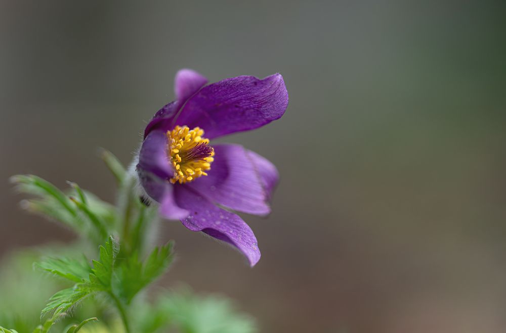 Küchenschelle Foto & Bild | pflanzen, pilze & flechten, blüten- & kleinpflanzen, natur-makros ...