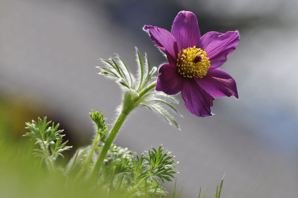 Küchenschelle / Kuhschelle Foto & Bild | pflanzen, pilze & flechten, küchenkrautpflanzen ...