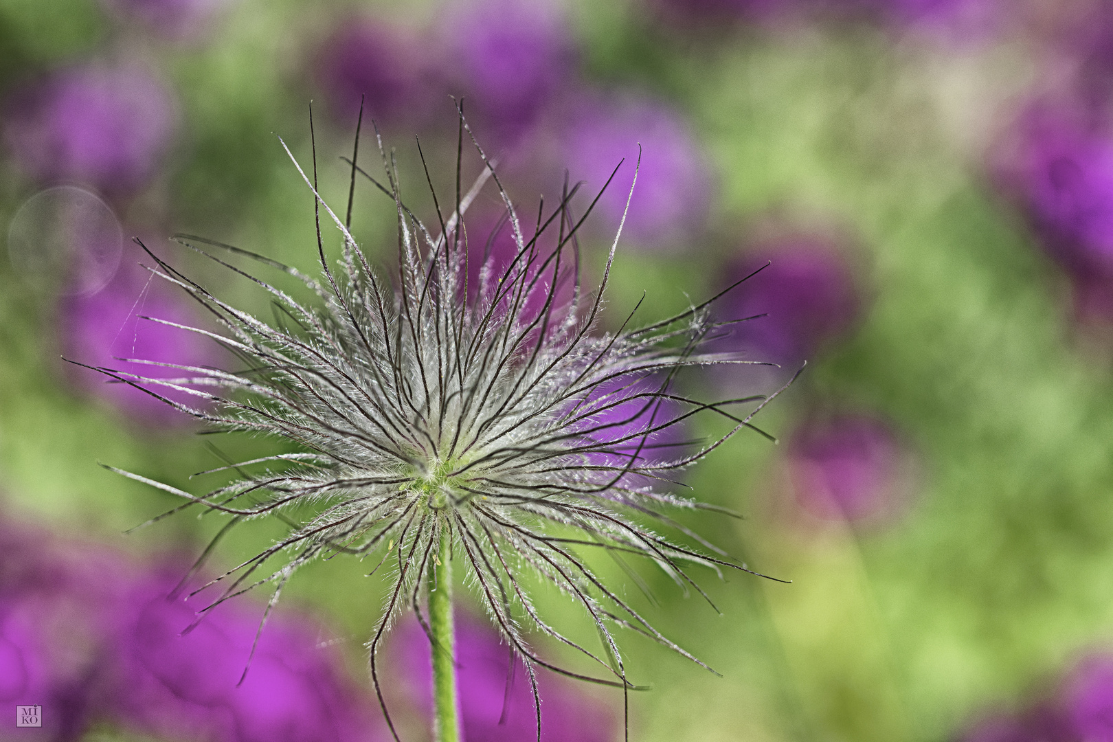 Küchenschelle / Kuhschelle / Bocksbart Foto & Bild | pflanzen, pilze & flechten, blüten ...