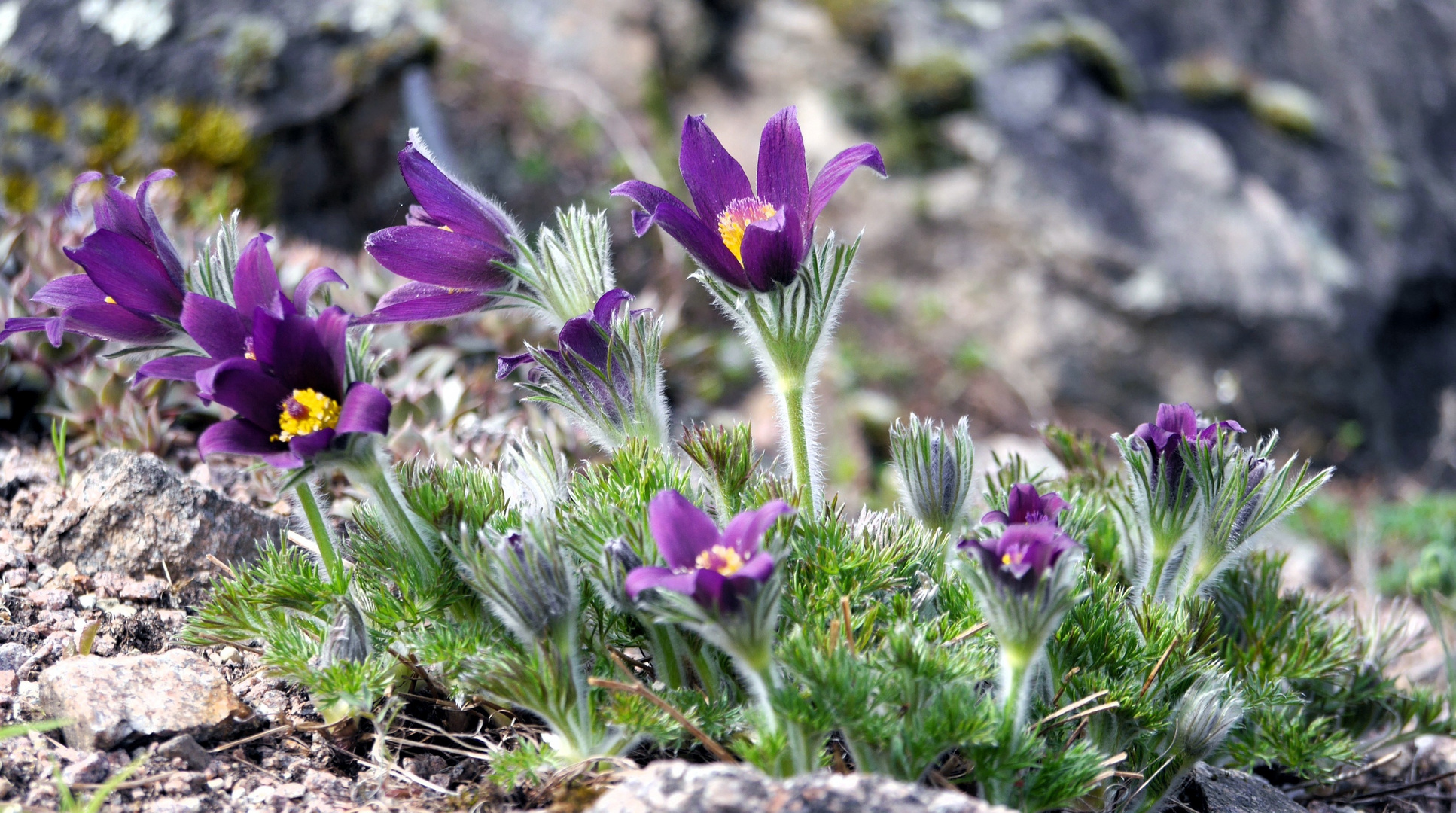 Küchenschelle oder auch Kuhschelle Foto & Bild | pflanzen, pilze & flechten, blüten ...
