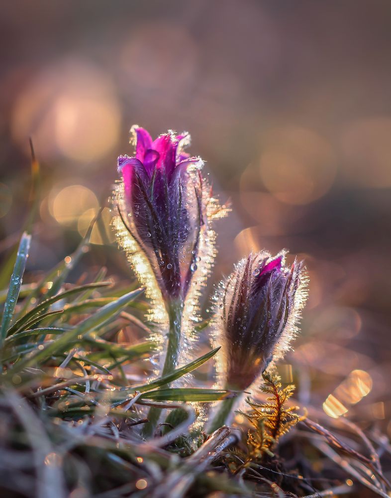 Küchenschellen Foto & Bild | jahreszeiten, frühling, makro Bilder auf fotocommunity