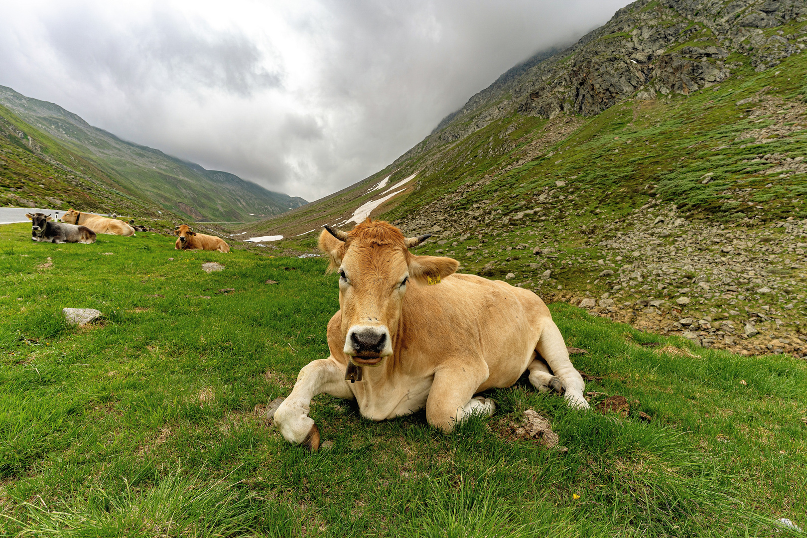 Kühe an der Ötztaler Gletscherstraße/Süd-Tirol Foto & Bild | europe ...