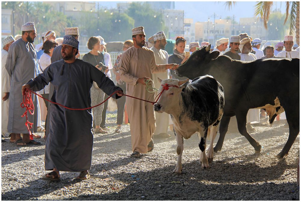 Kühe und Stiere.... Foto & Bild | nature, world, wasser Bilder auf ...