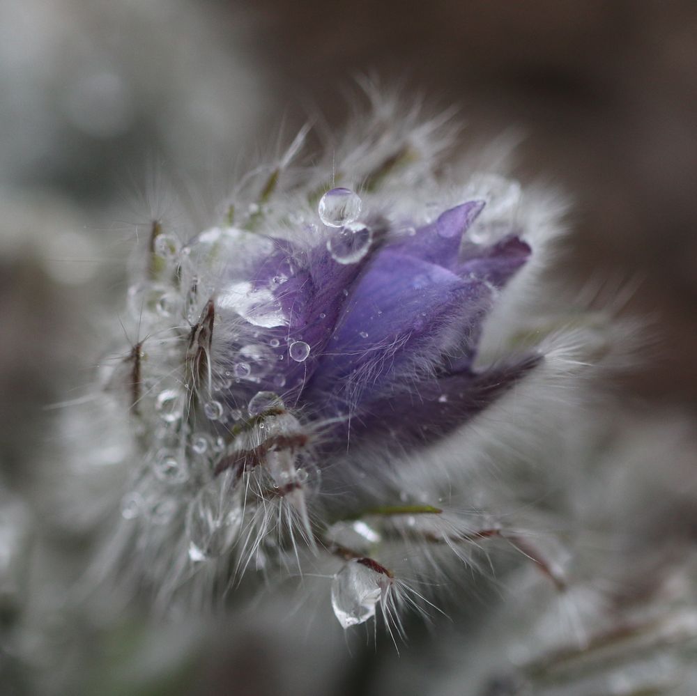 Kühl und regnerisch . . . . . Foto & Bild | pflanzen, pilze & flechten ...