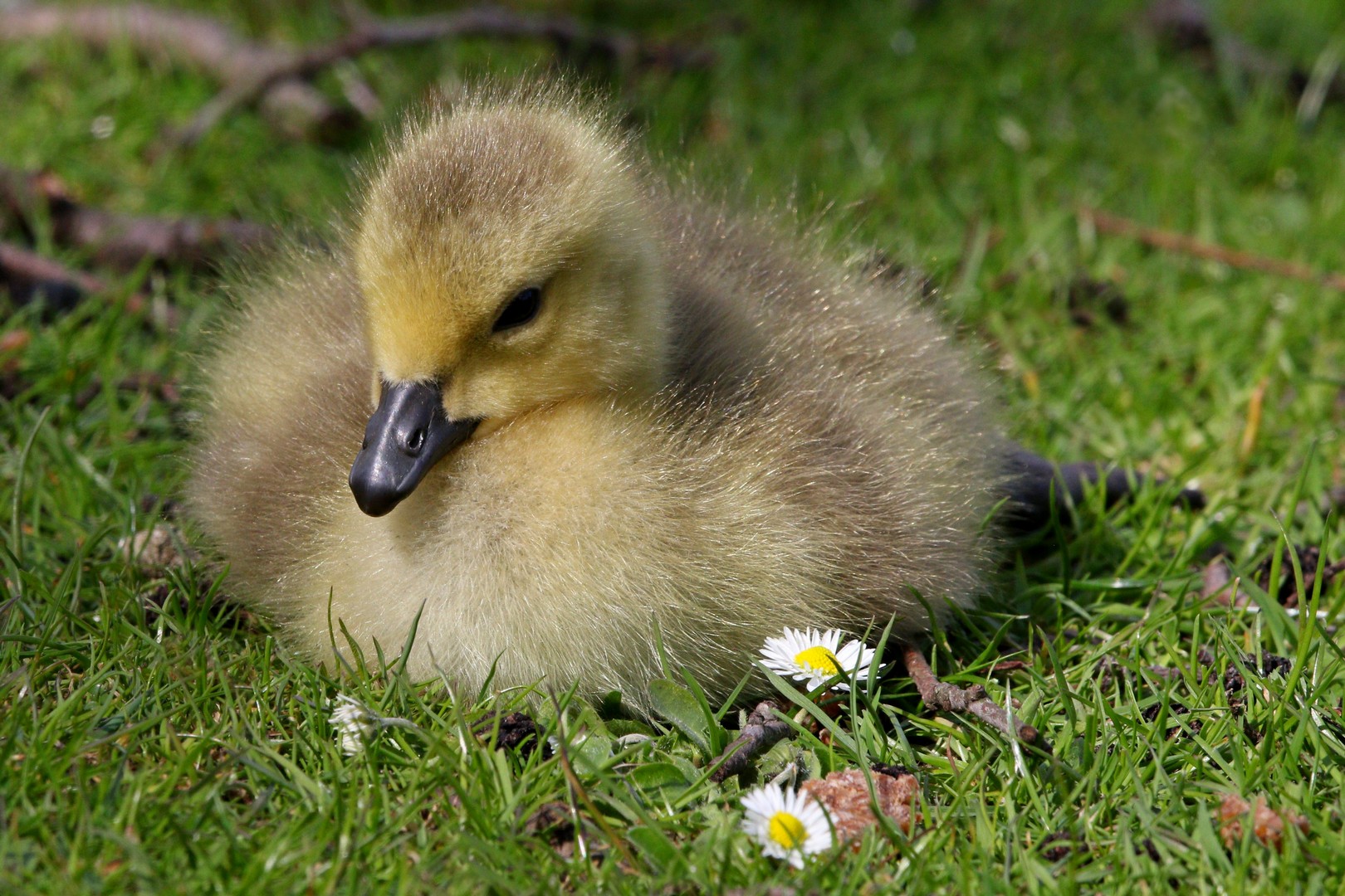 Küken der Kanadagans Foto & Bild | natur Bilder auf fotocommunity
