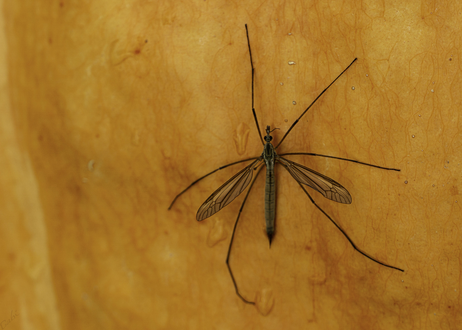 Kürbis Schnacke Foto & Bild | abstraktes, tiere, wildlife Bilder auf ...