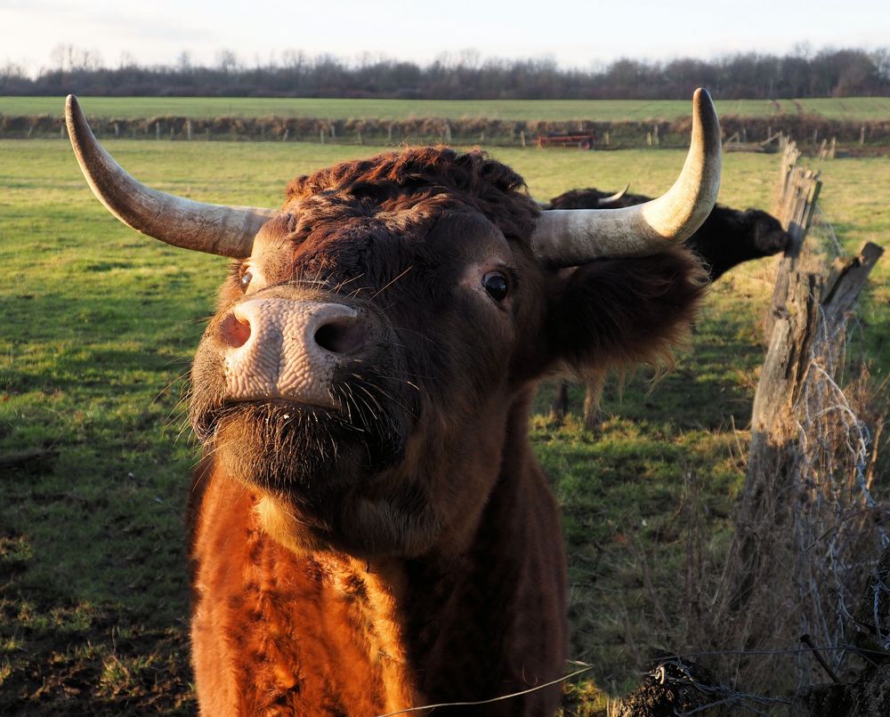 Küsschen..... Foto & Bild | natur, kuh, bulle Bilder auf fotocommunity