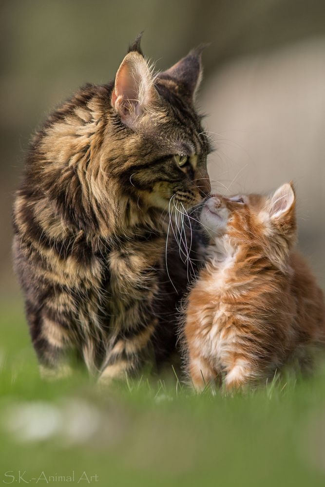 Küsschen... (: Foto & Bild | tiere, haustiere, katzen Bilder auf fotocommunity