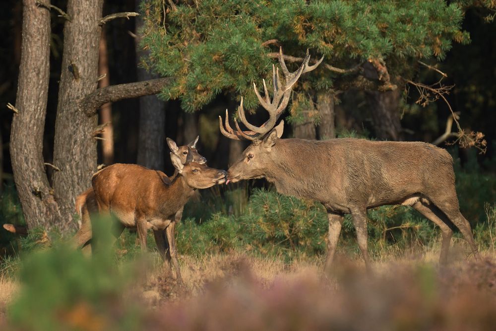 Küsschen für den Macho Foto & Bild | tiere, zoo, wildpark & falknerei ...