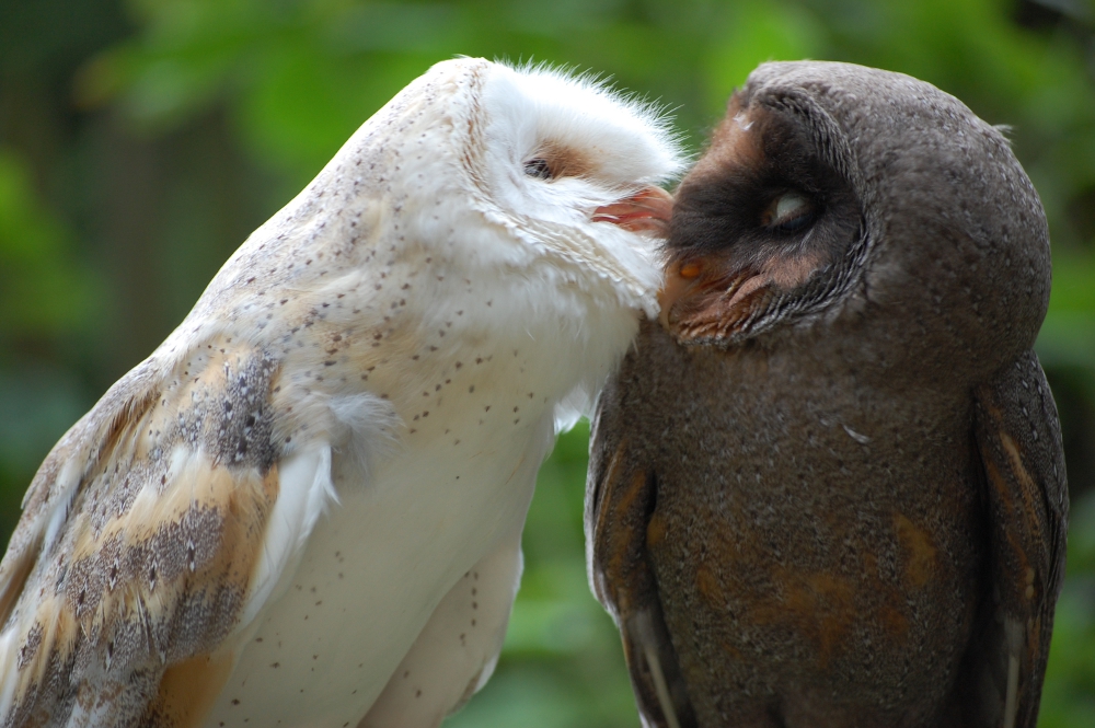 Küssende Schleiereulen Foto & Bild | tiere, zoo, wildpark & falknerei, vögel Bilder auf ...