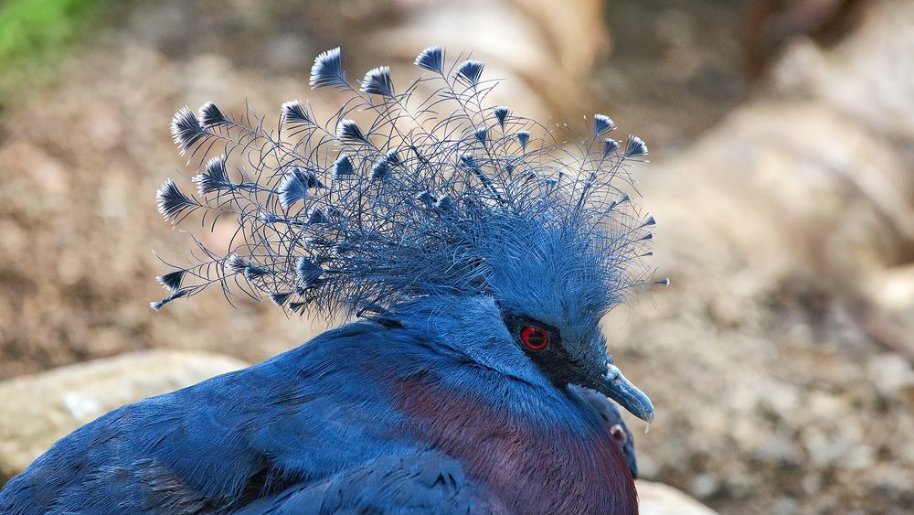 Kuga 002a Foto & Bild | natur, landschaft, tiere Bilder auf fotocommunity