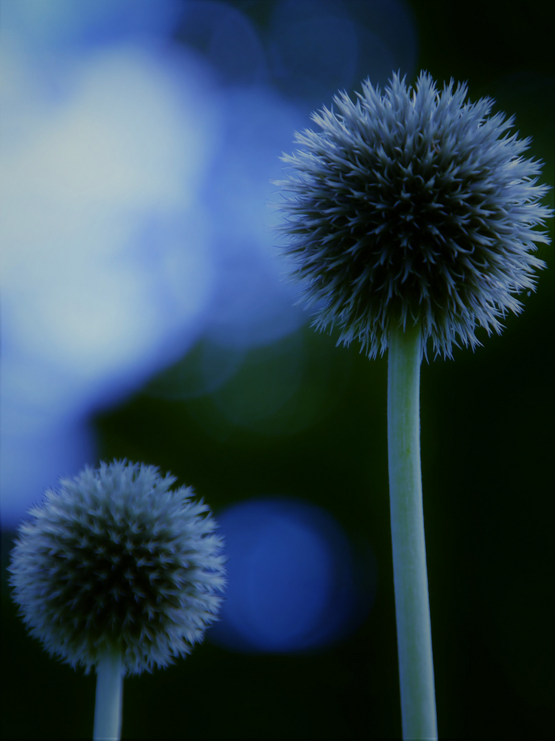 Kugel Distel (Echinops ) Foto & Bild | pflanzen, pilze & flechten ...