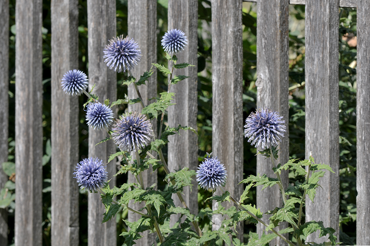 Kugeldisteln Foto & Bild | pflanzen, pilze & flechten, blüten ...