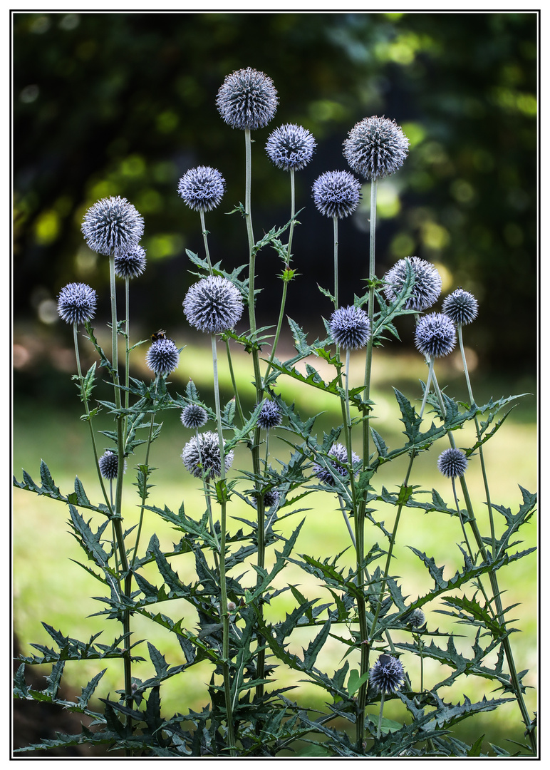 Kugeldisteln Foto & Bild | youth, natur, blumen Bilder auf fotocommunity