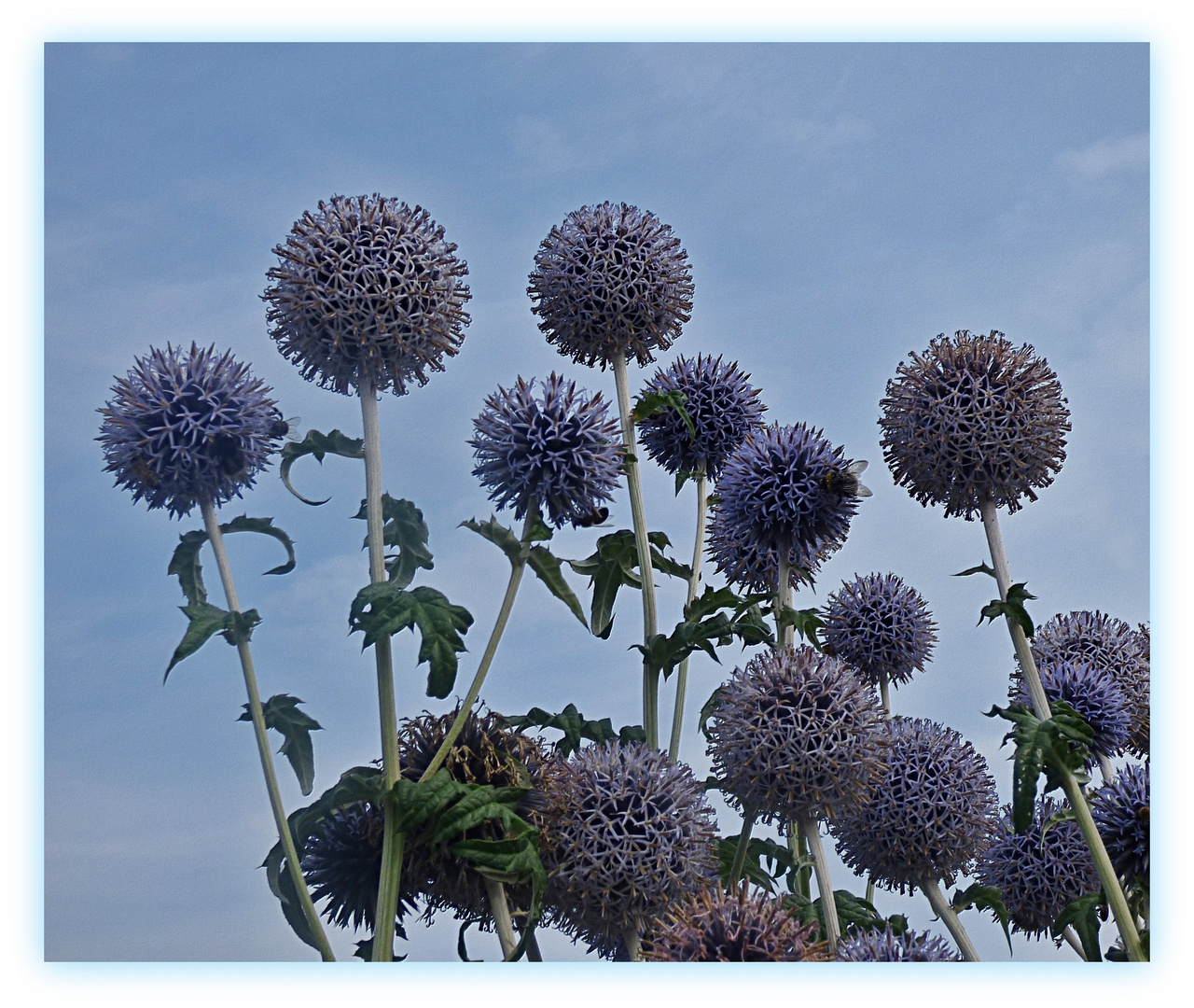 Kugeldisteln Foto & Bild | natur, pflanzen, allium Bilder auf fotocommunity