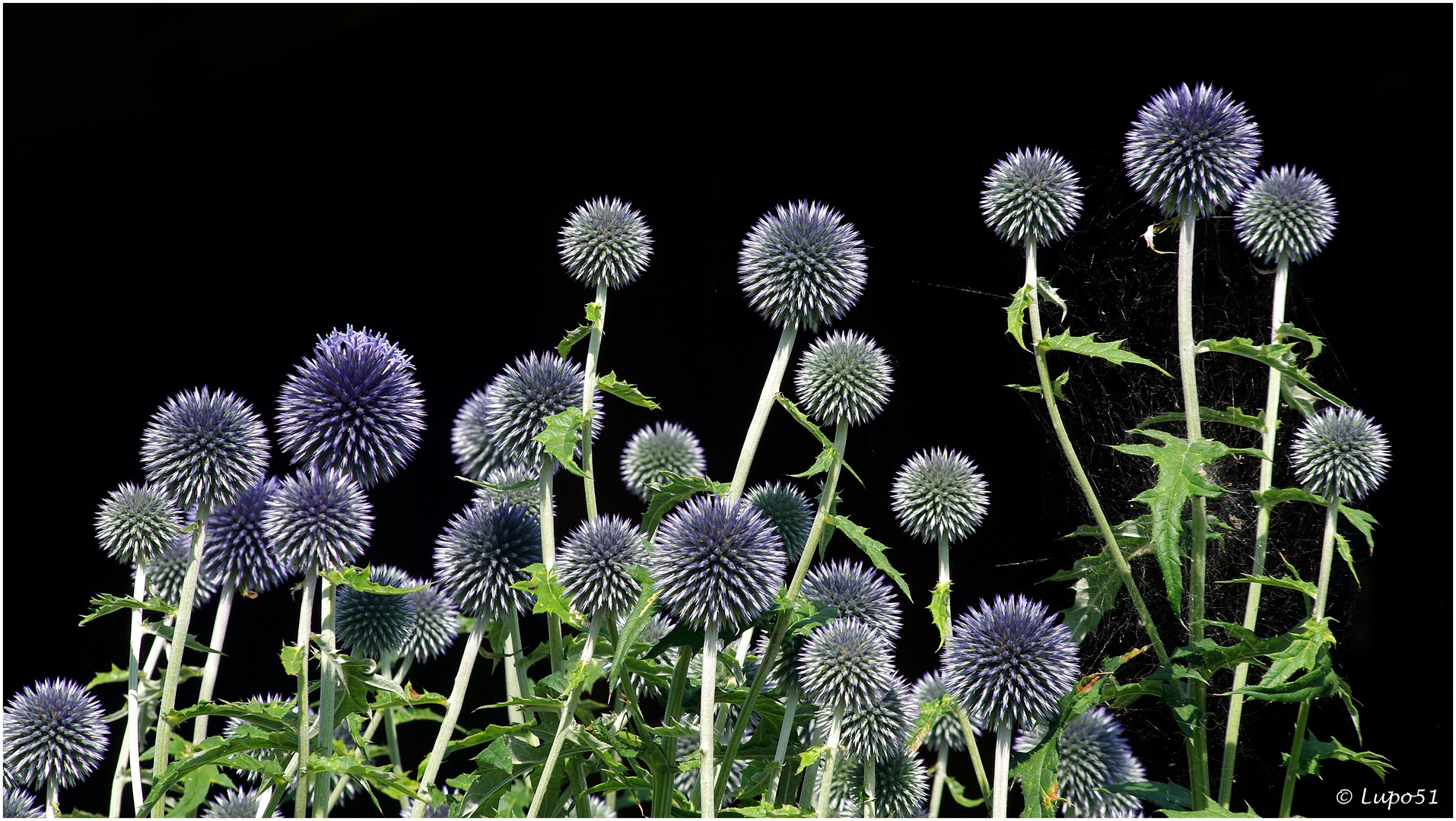 KUGELDISTELN Foto & Bild | garten, blumen., kugeldisteln Bilder auf ...