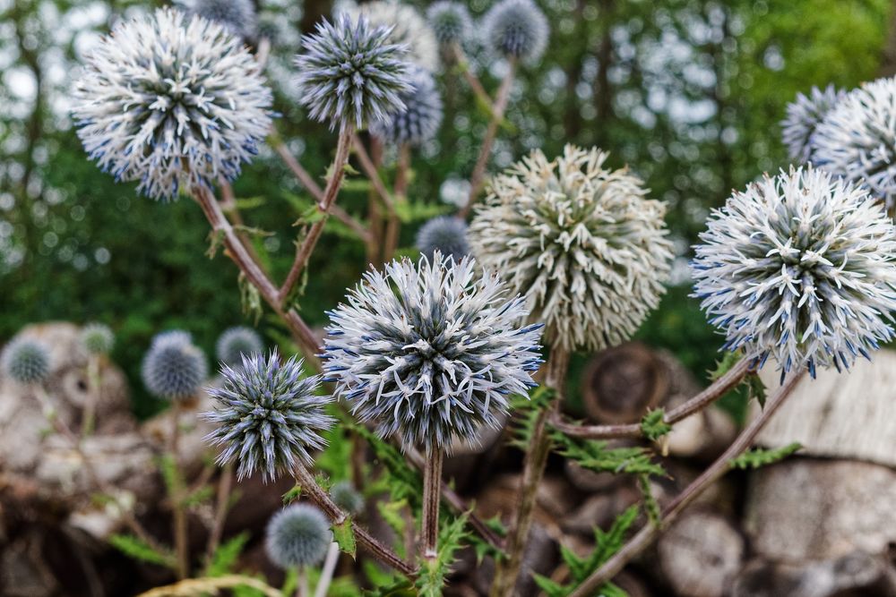 Kugeldisteln Foto & Bild | sommer, natur, pflanzen Bilder auf fotocommunity